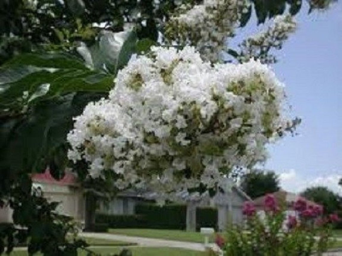 30 White Crape Myrtle Tree / Drought Tolerant / Shrub / Perennial ...