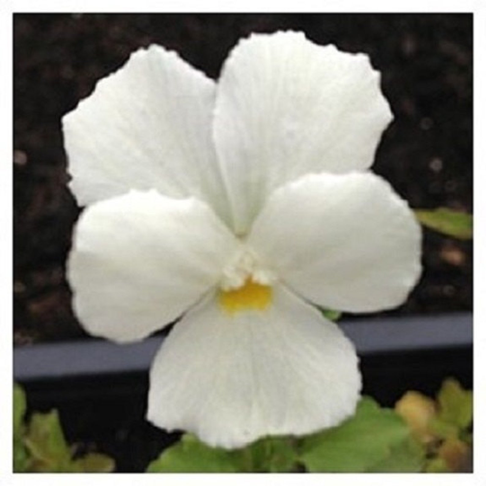 30+ White Perfection Viola / Shade-loving / Perennial / Flower Seeds ...