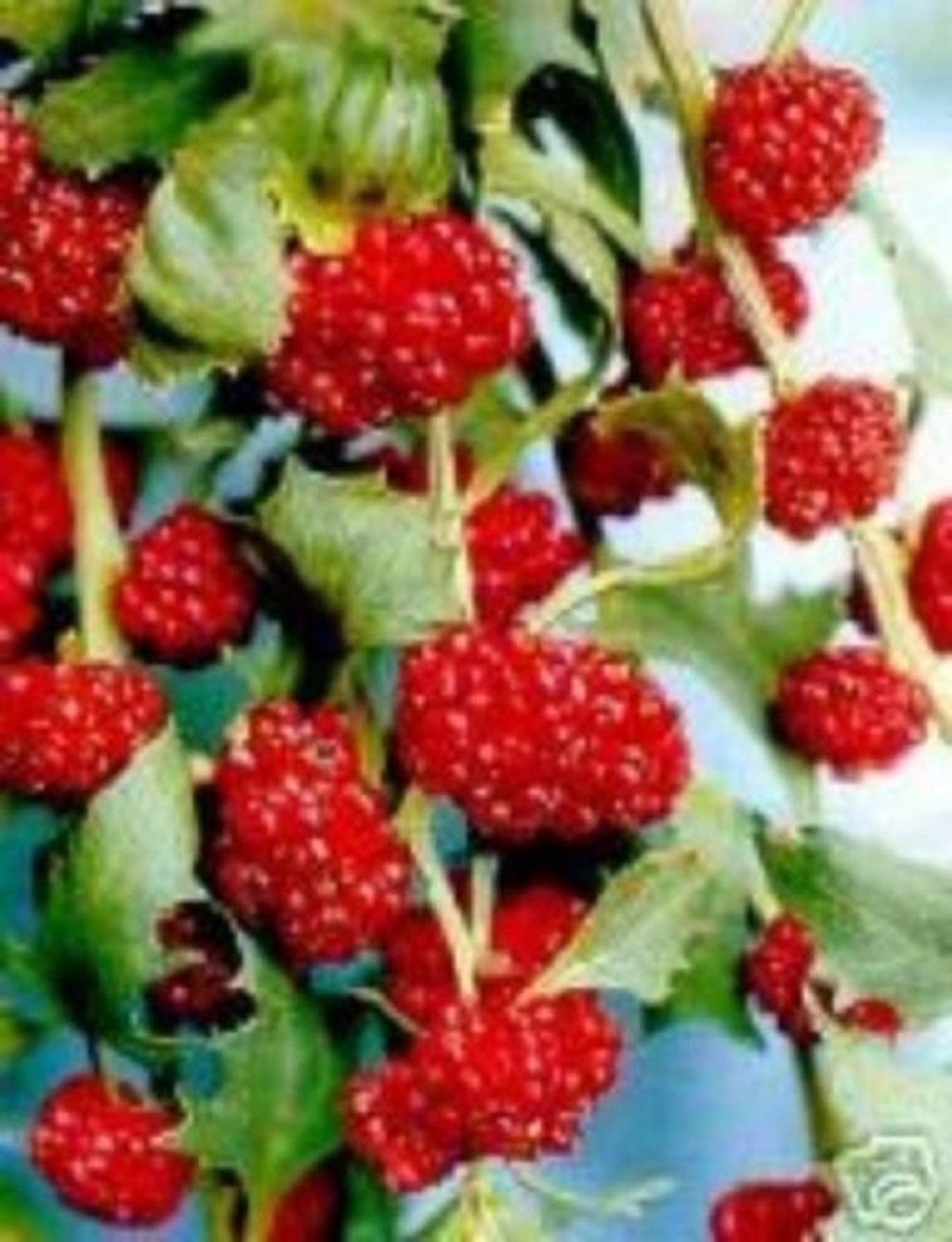 75+ Heirloom Strawberry Spinach Sticks / Edible and Beautiful / Flower ...