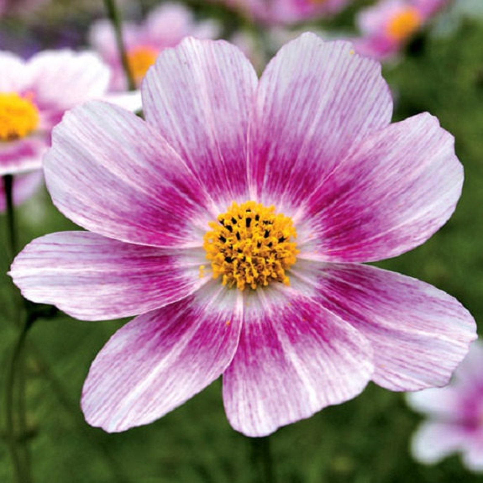 35+ Cosmos Happy Ring / Long Lasting / Annual / Drought Tolerant ...