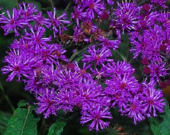 Prunella Grandiflora Pagoda Mix Flower Seeds/perennial 50 - Etsy