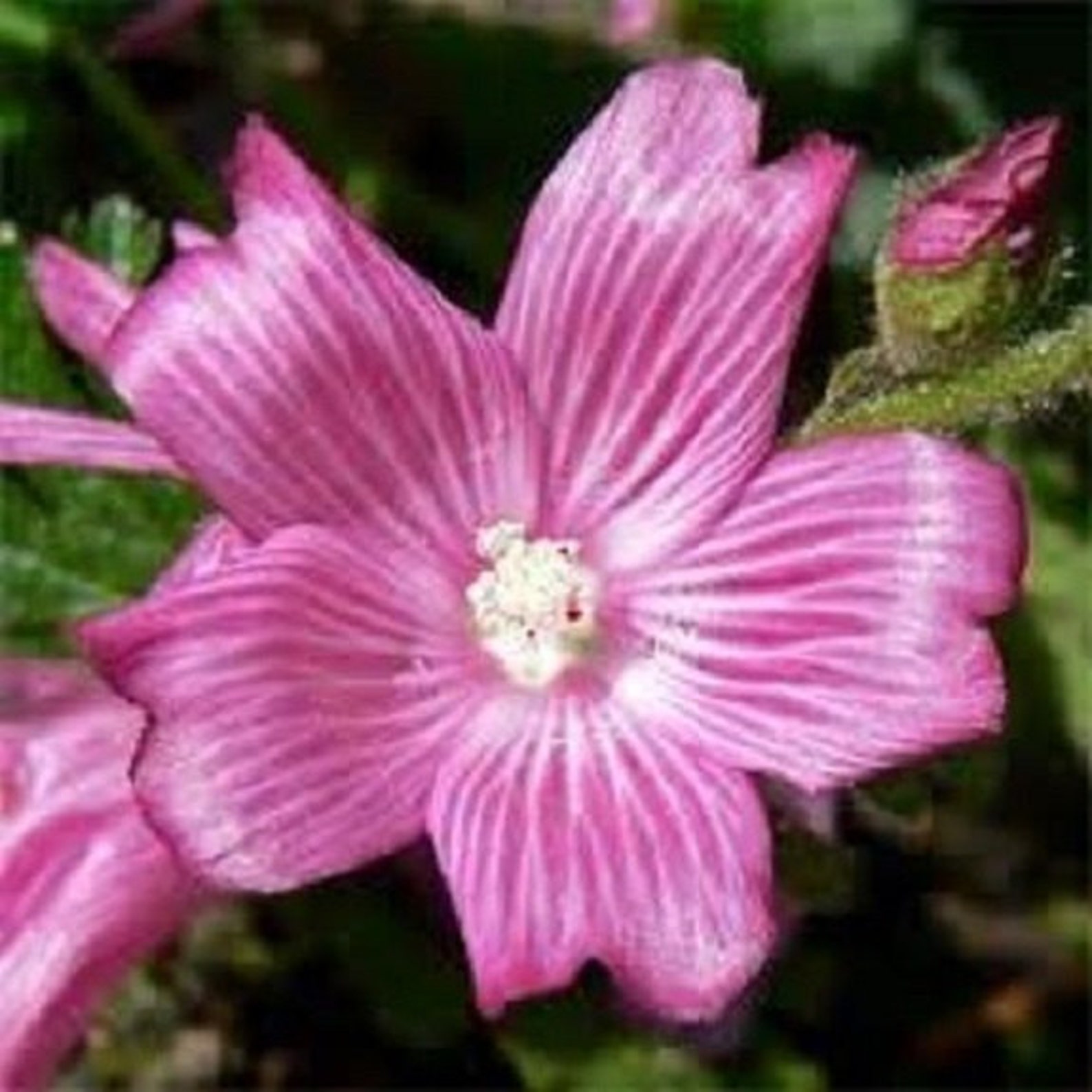 35+ Sidalcea Rose Pink / False Mallow / Perennial / Flower Seeds. - Etsy