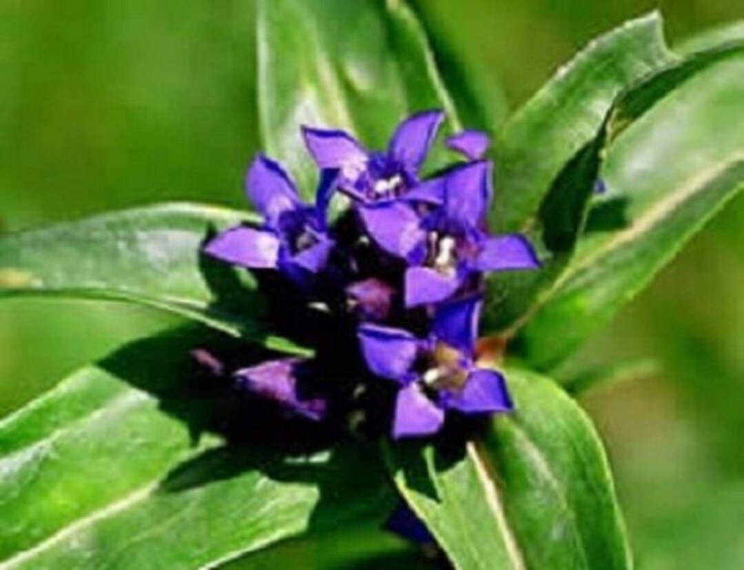 50+ Cruciata Star Gentian Gentiana / Shade-loving / Perennial / Flower ...