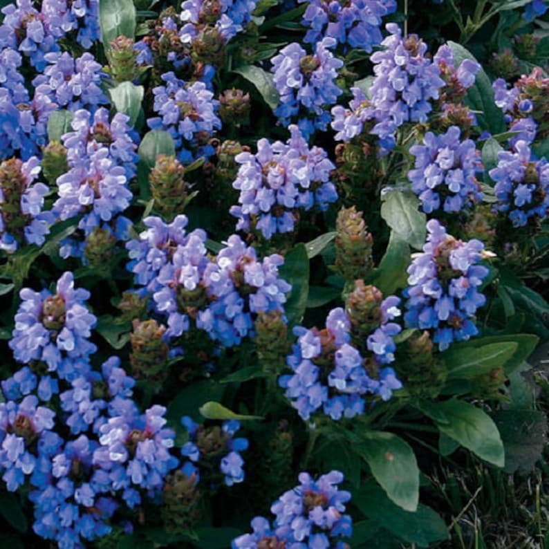30+ Bella Blue Prunella / Ground Cover / Perennial / Flower Seeds. - Etsy