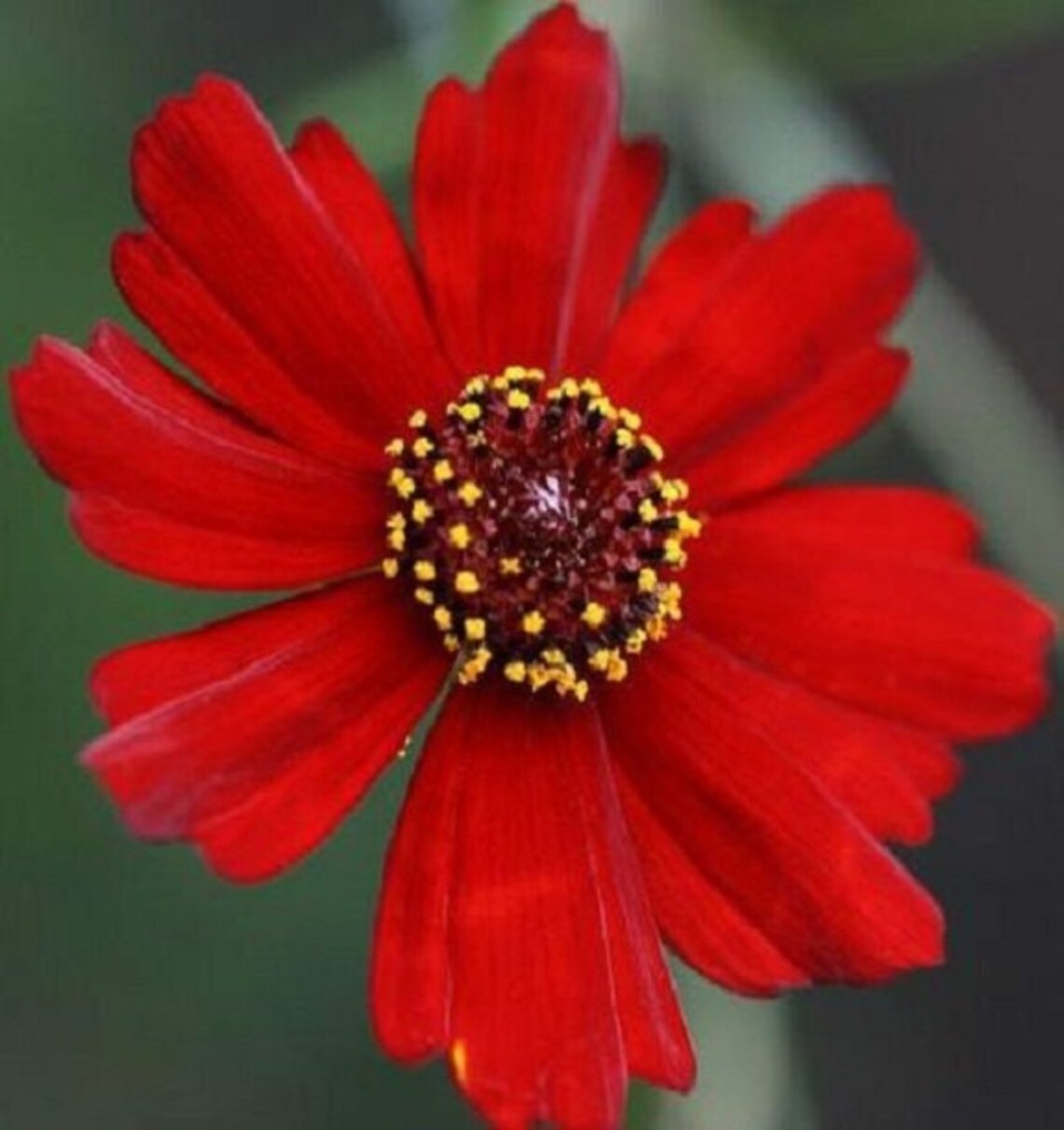 50 Ruby Red Coreopsis / Re-seeding Annual / Flower Seeds. - Etsy UK