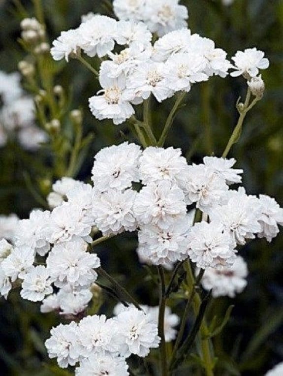 50 White Achillea / Yarrow / Deer Resistant / Perennial / | Etsy