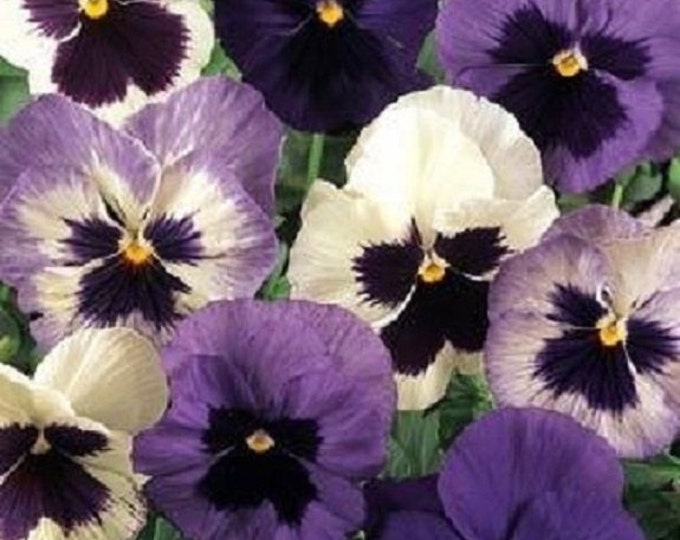 Pansy Seed Mix Pansy Matrix Ocean Breeze Mix 50 Seeds - Etsy
