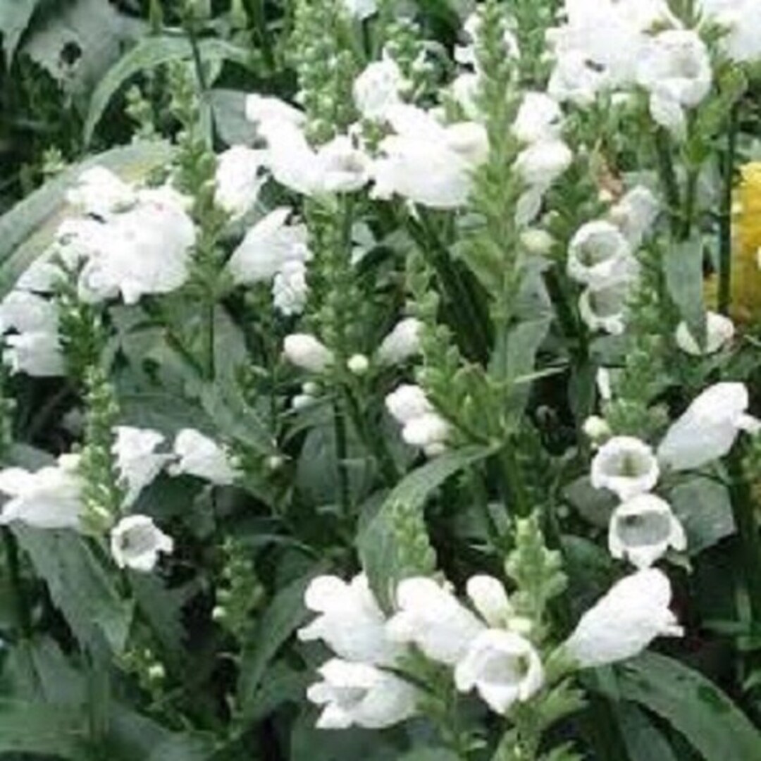 40+ Obedient Plant White / False Dragon Head / Perennial / Flower Seeds ...