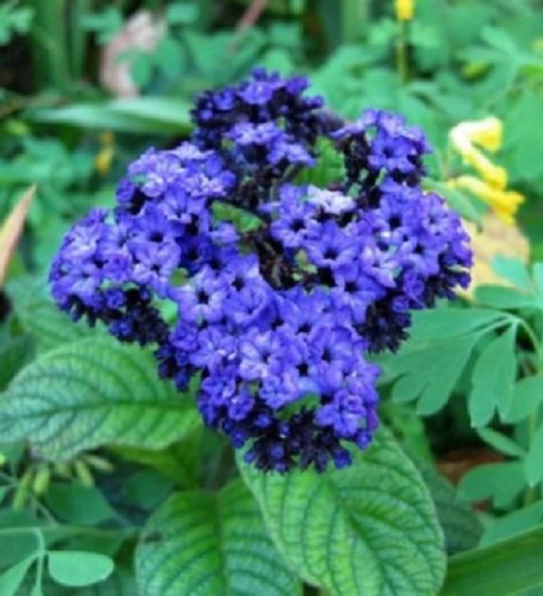 50+ Heioltrope Marine Blue / Perennial / Flower Seeds. - Etsy
