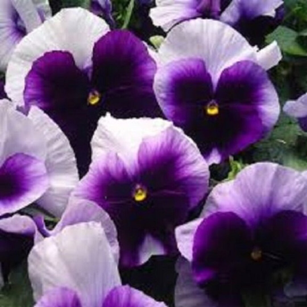 35+ Giant Swiss Ullswater Beaconsfield Viola / Perennial / Flower Seeds ...