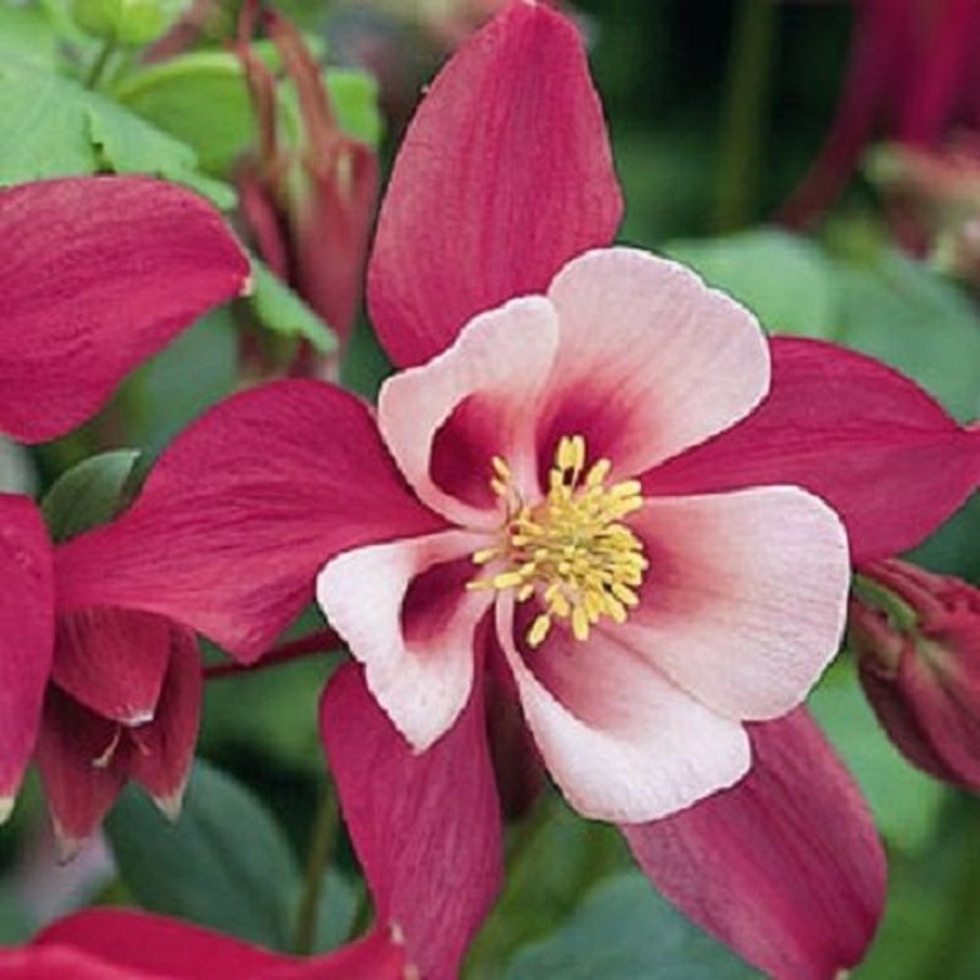 25+ Aquilegia Caerulea Rose Queen / Columbine / Perennial / Flower ...