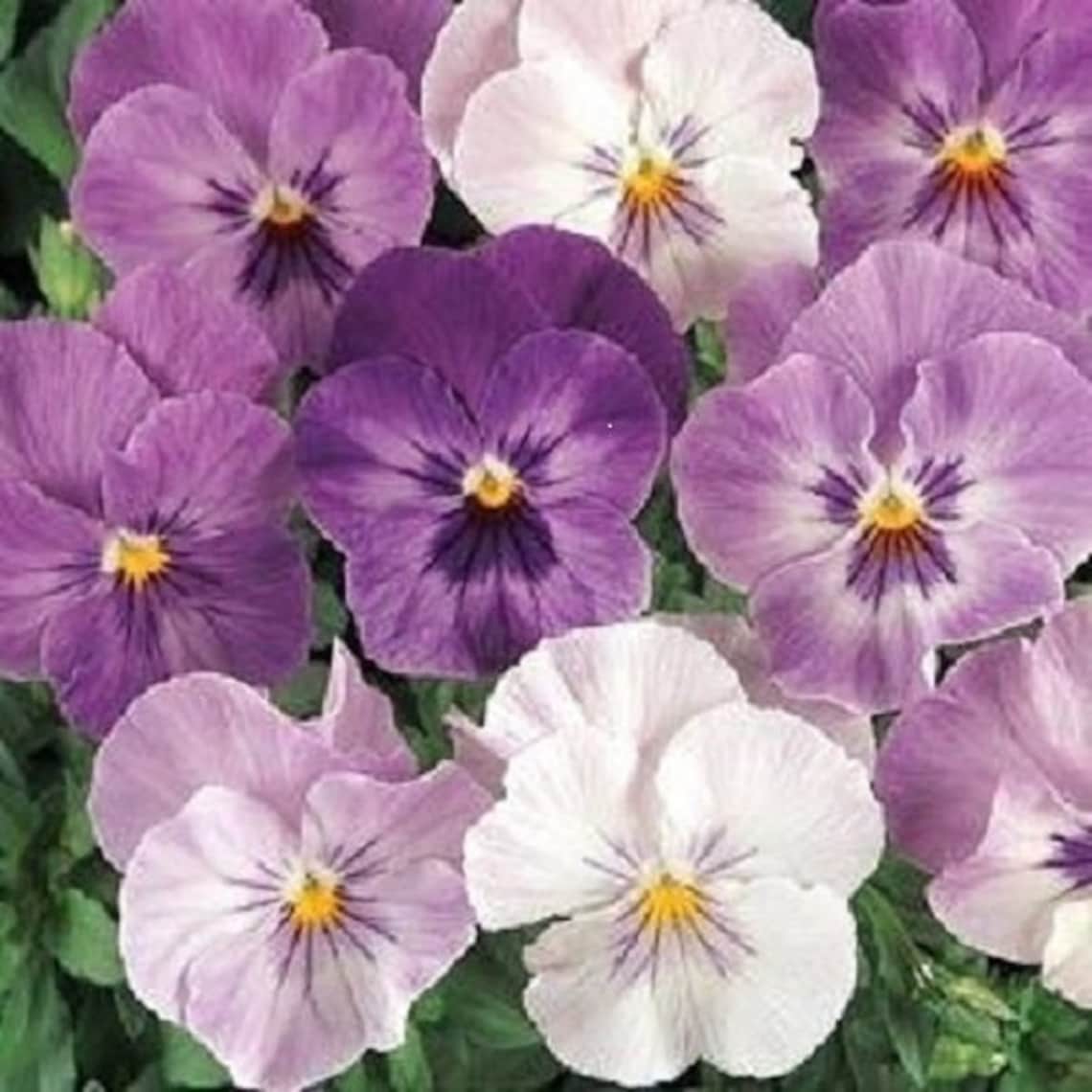 35+ Pansy Lilac Shades / Panola / Shade Loving / Annual / Flower Seeds ...