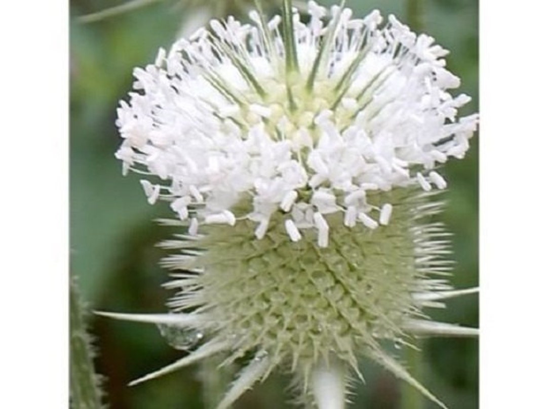 50+ White Teasel / Deer Resistant / Perennial / Flower Seeds. - Etsy
