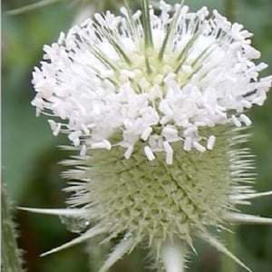 50 White Teasel / Deer Resistant / Perennial / Flower Seeds. | Etsy