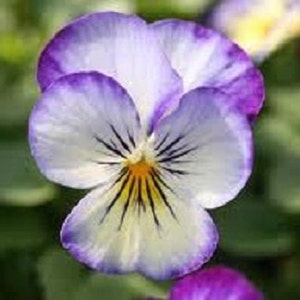30 Penny Purple Picotee Viola / Perennial / Flower Seeds. | Etsy