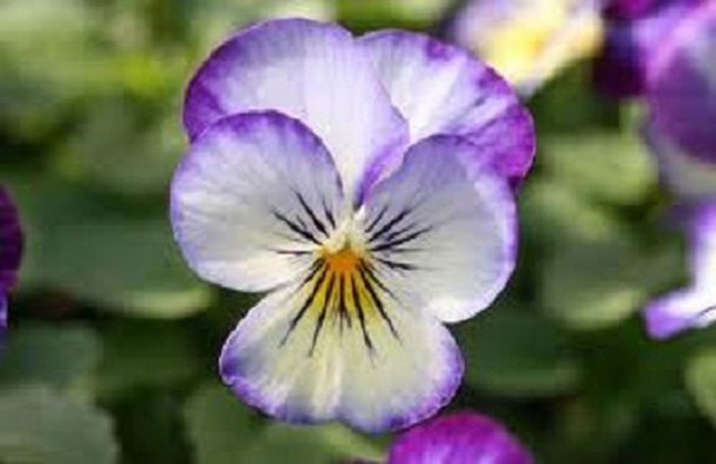 30+ Penny Purple Picotee Viola / Perennial / Flower Seeds. - Etsy