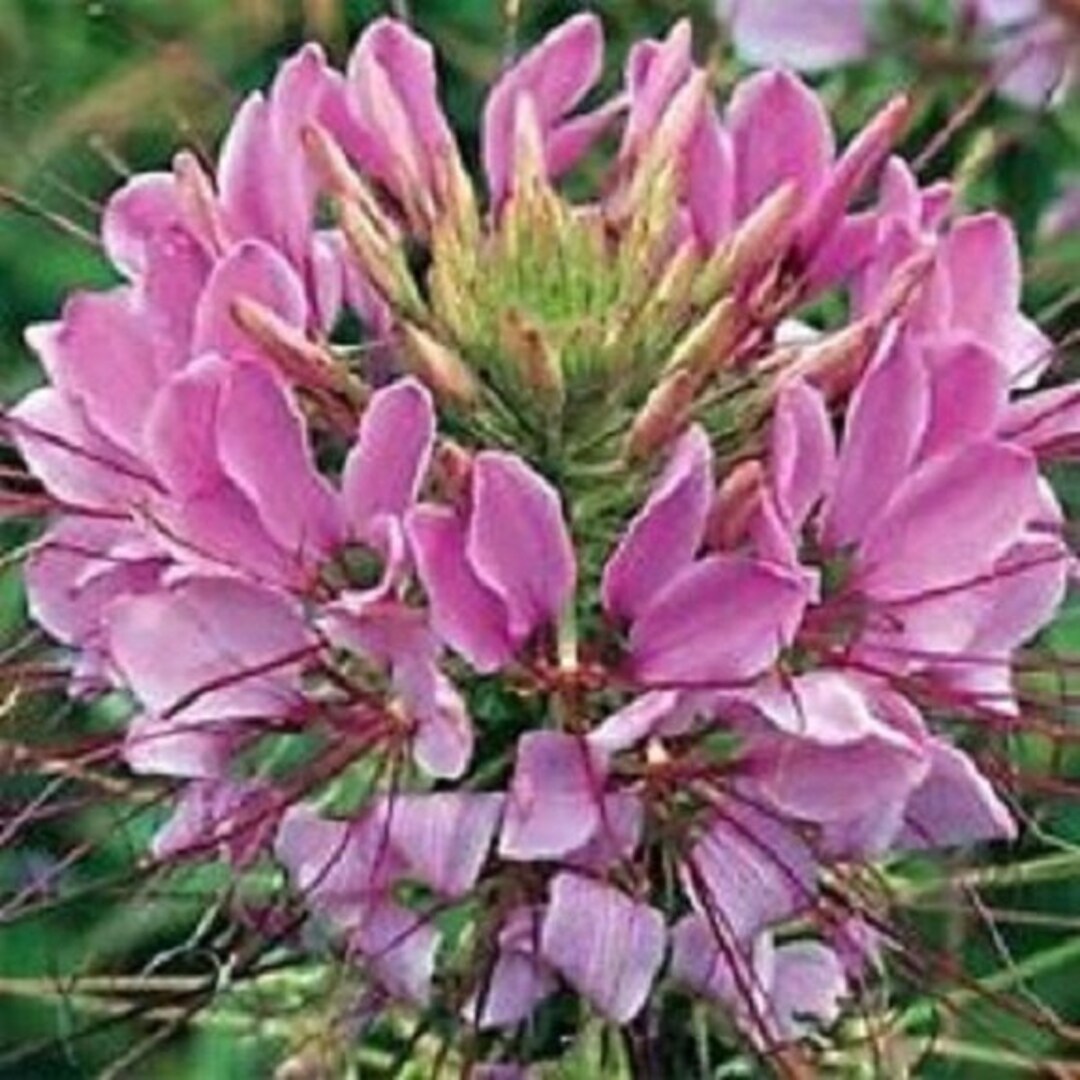 50+ Giant Pink Queen Cleome / Re-seeding Annual / Flower Seeds. - Etsy