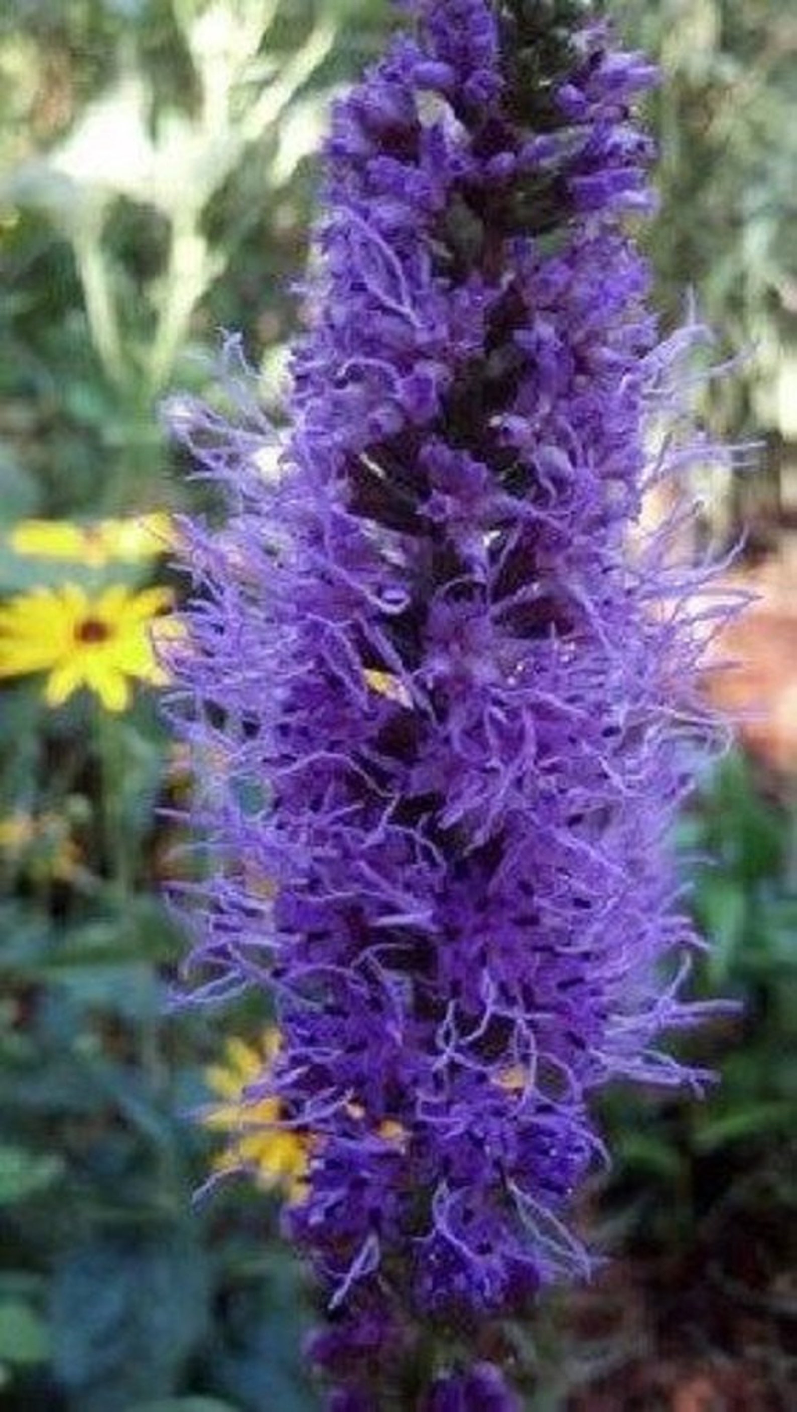 50+ Violet Liatris / Perennial / Flower Seeds. - Etsy