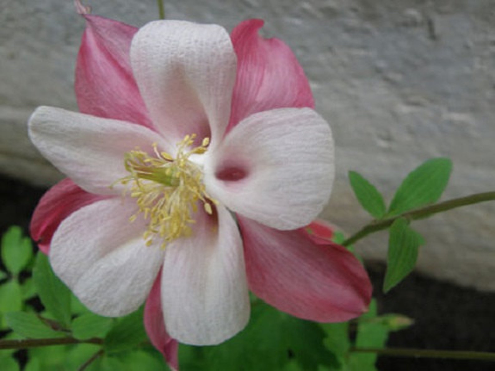 25 Mrs. Scott Elliott Aquilegia / Columbine / Perennial / - Etsy UK