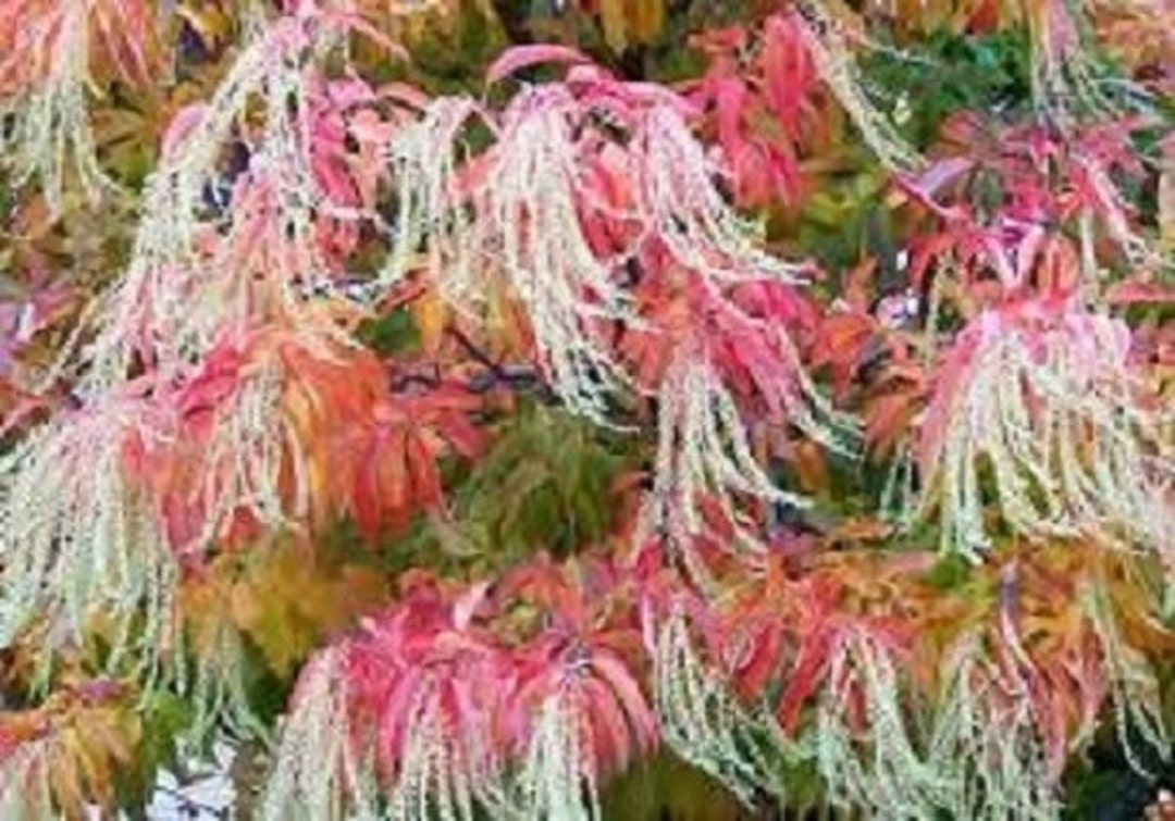 30+ Lily of the Valley Tree / Sour Wood / Sorrell Tree / Perennial ...