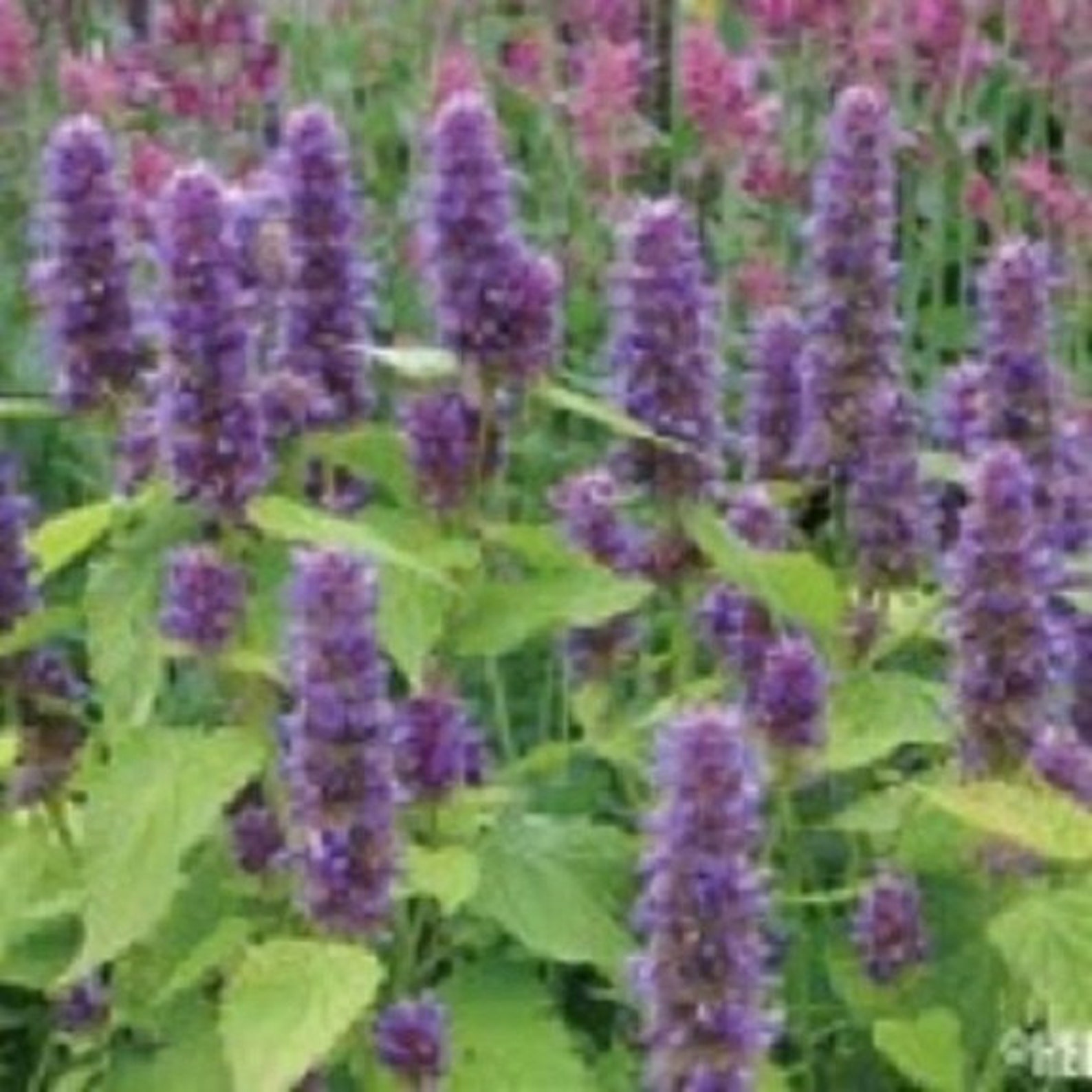 50 Lavender Agastache / Hyssop / Perennial / Flower Seeds. - Etsy