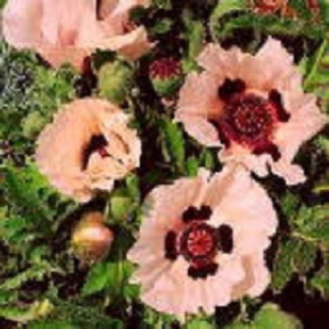 35+ Poppy Princess Victoria Louise / Papaver / Orientale / Perennial ...