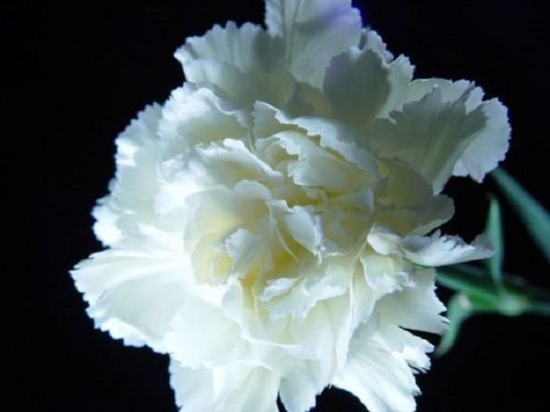 30+ Pure White Carnation / Perennial / Flower Seeds. - Etsy