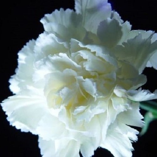 30 Pure White Carnation / Perennial / Flower Seeds. - Etsy