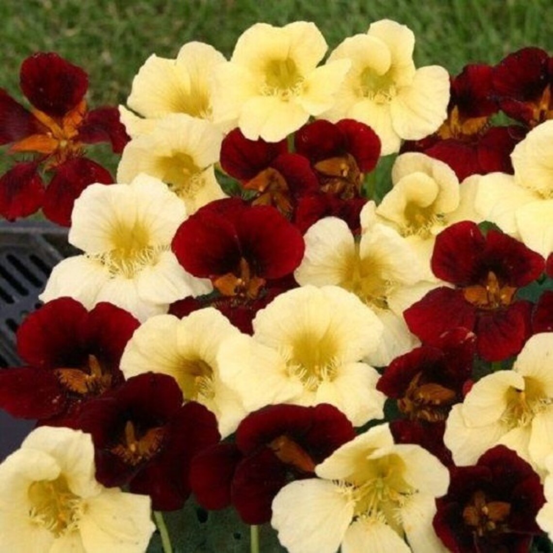 35+ Nasturtium Night and Day Mix / Re-seeding / Annual / Flower Seeds ...