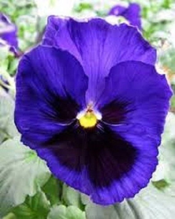 35 Pansy Inspire Blue Velvet / Annual / Flower Seeds. - Etsy