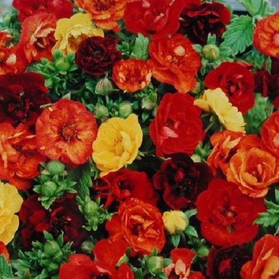 40+ Moulten Fire Mix Potentilla / Nepalenisis / Hardy / Perennial ...