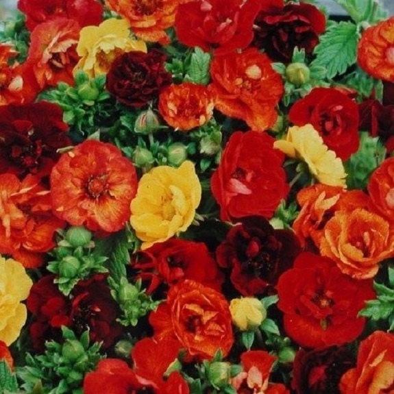 40 Moulten Fire Mix Potentilla / Nepalenisis / Hardy / Perennial ...