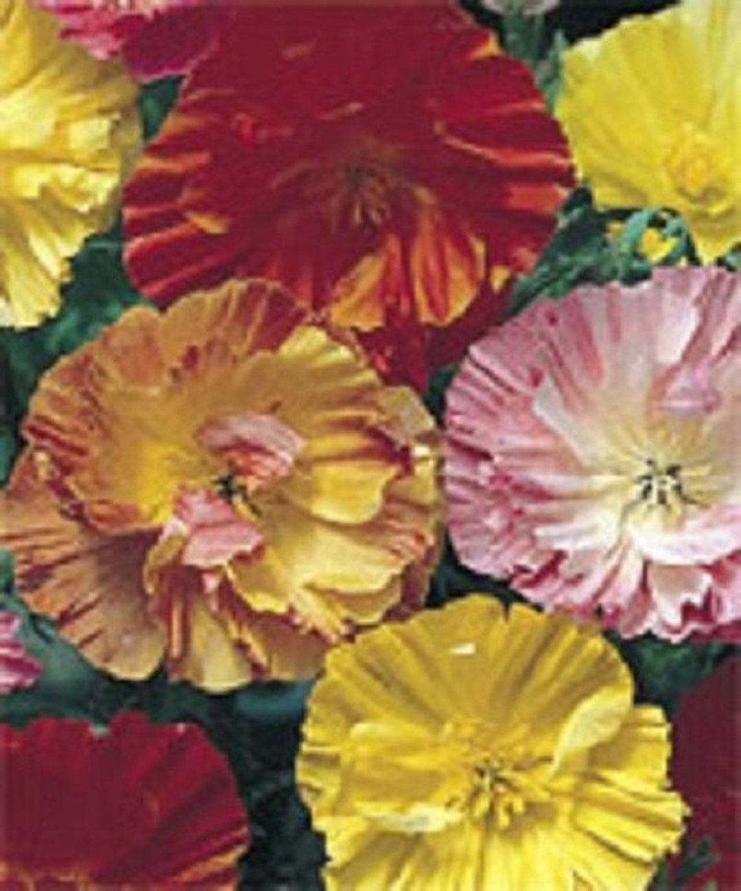 40+ Poppy Califofnia Mission Bells Mix / Papaver / Perennial / Flower ...