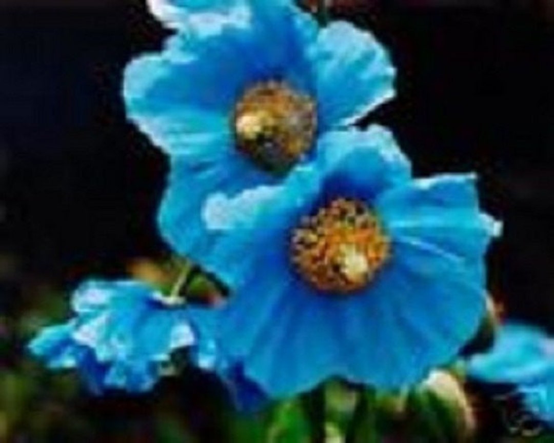 20+ Poppy Himilayan Blue / Perennial / Flower Seeds. - Etsy