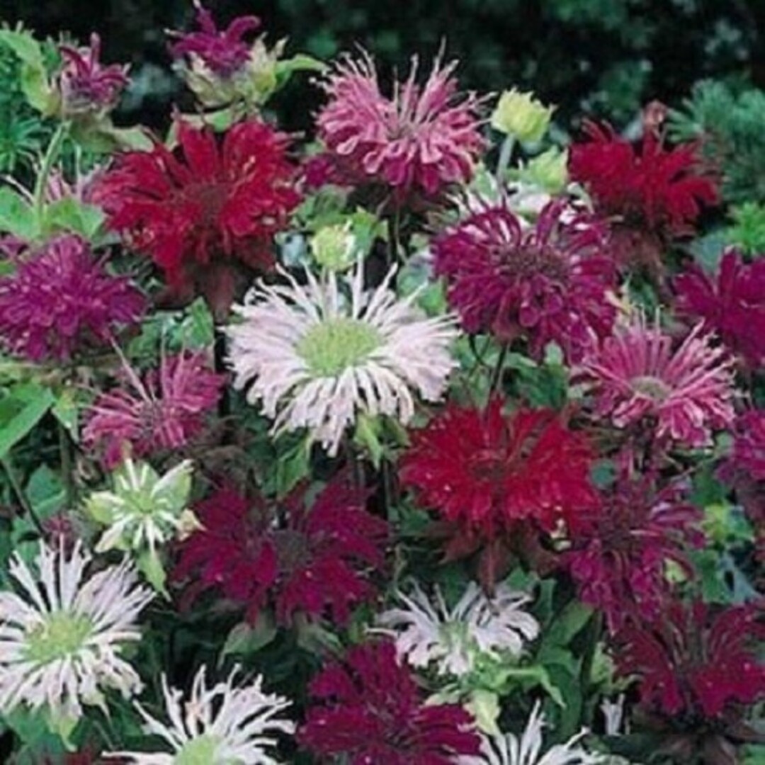 50+ Bee Balm Mix Monarda / Perennial /flower Seeds. - Etsy