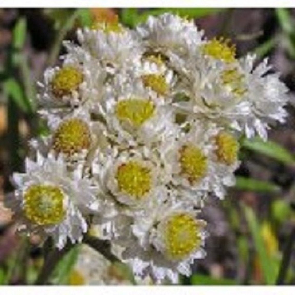 100+ New Snow Anaphalis / Perennial / Flower Seeds. - Etsy