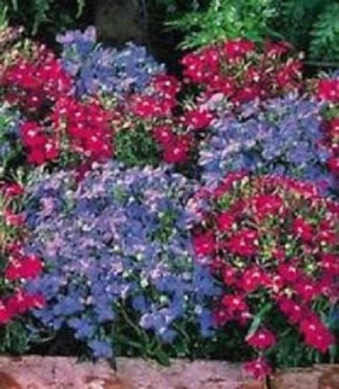 50+ Lobelia Regatta Mix / Perennial / Flower Seeds. - Etsy