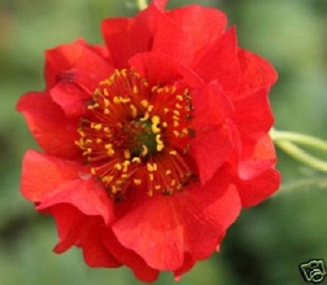 50+ Giant Red Blazing Sunset Geum / Perennial / Flower Seeds. - Etsy