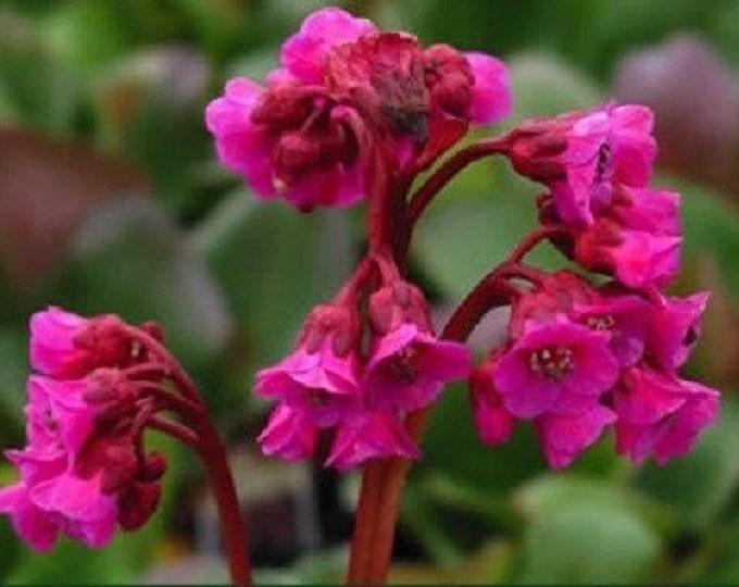 25 Bergenia Winter Glow / Ground Cover / Perennial / Flower | Etsy