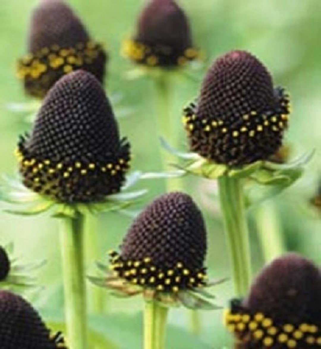 30+ Green Wizard Rudbeckia / Perennial / Flower Seeds. - Etsy