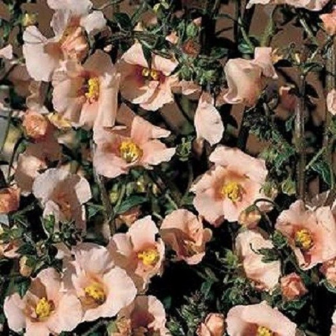 25+ Salmon Mask Alonsoa / Perennial / Flower Seeds. - Etsy
