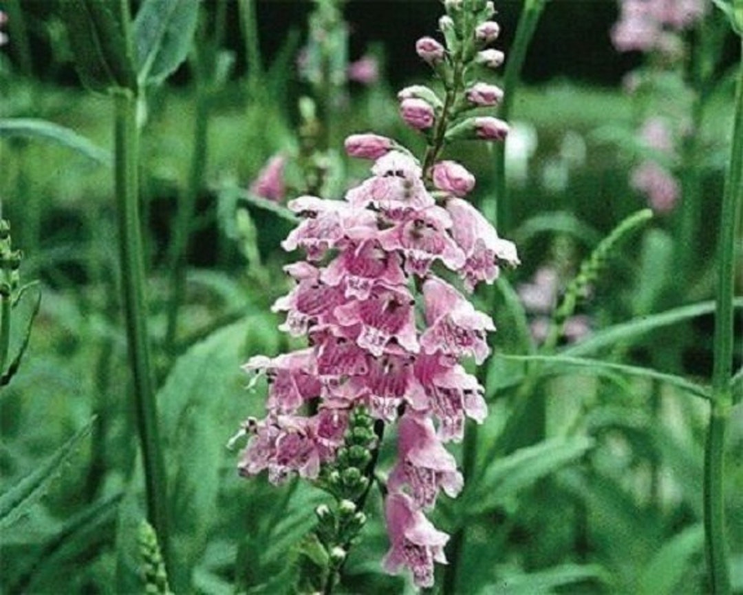 40+ Obedient Plant Pink / False Dragon Head / Perennial / Flower Seeds ...