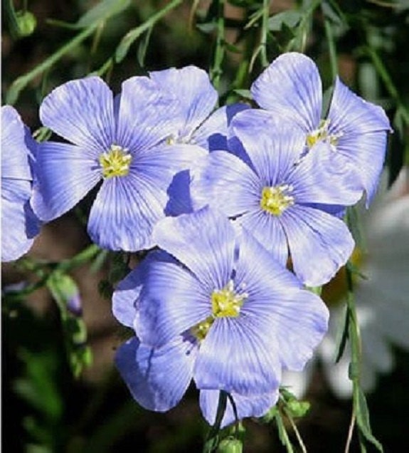 75 Electric Blue Flax / Perennial / Flower Seeds. - Etsy
