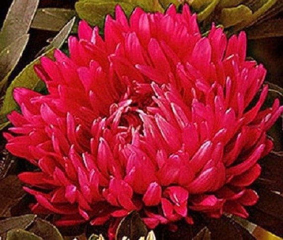 30 Red Duchess Aster / Self Seeding Annual / Flower Seeds. - Etsy