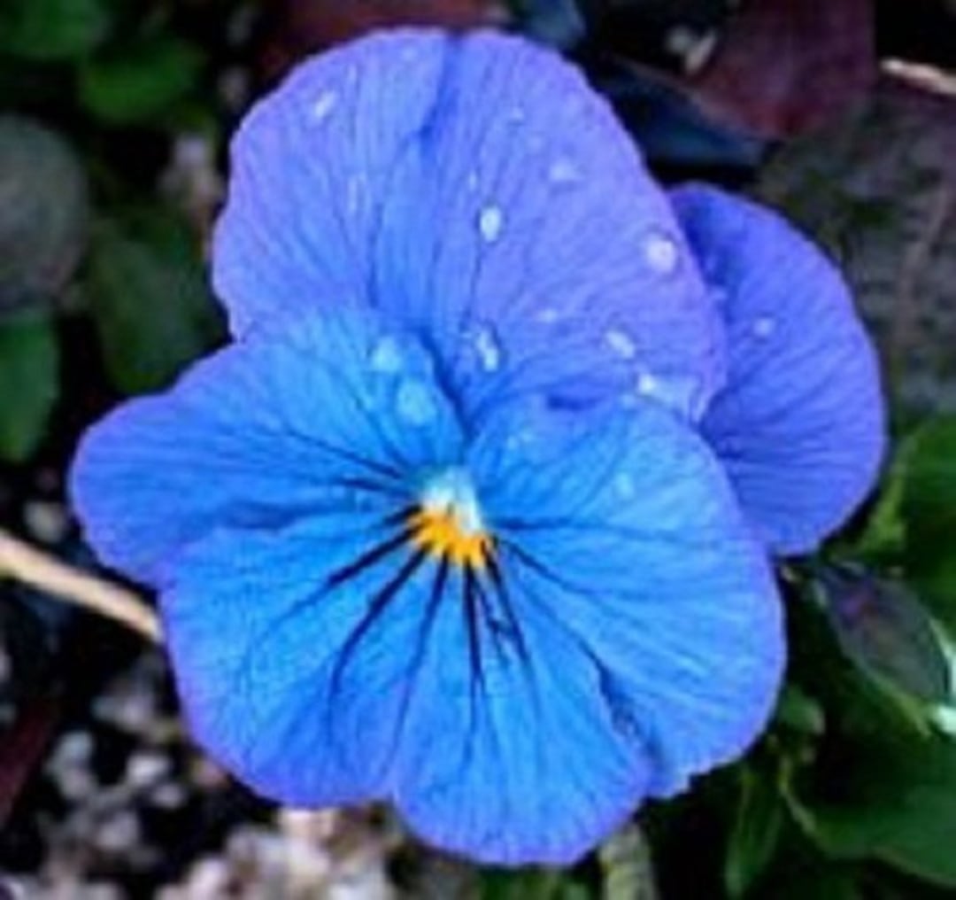 30+ Viola Cornuta Blue Perfection / Perennial / Flower Seeds. - Etsy
