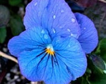 30 Viola Cornuta Blue Perfection / Perennial / Flower Seeds - Etsy