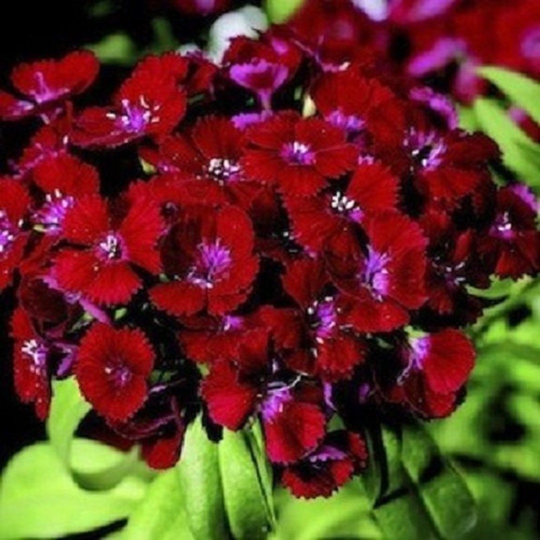 30+ Crimson Red Dianthus / Perennial / Flower Seeds. - Etsy