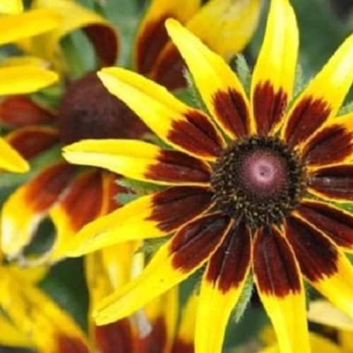 30 Denver Daisy Rudbeckia / Perennial / Flower Seeds. - Etsy