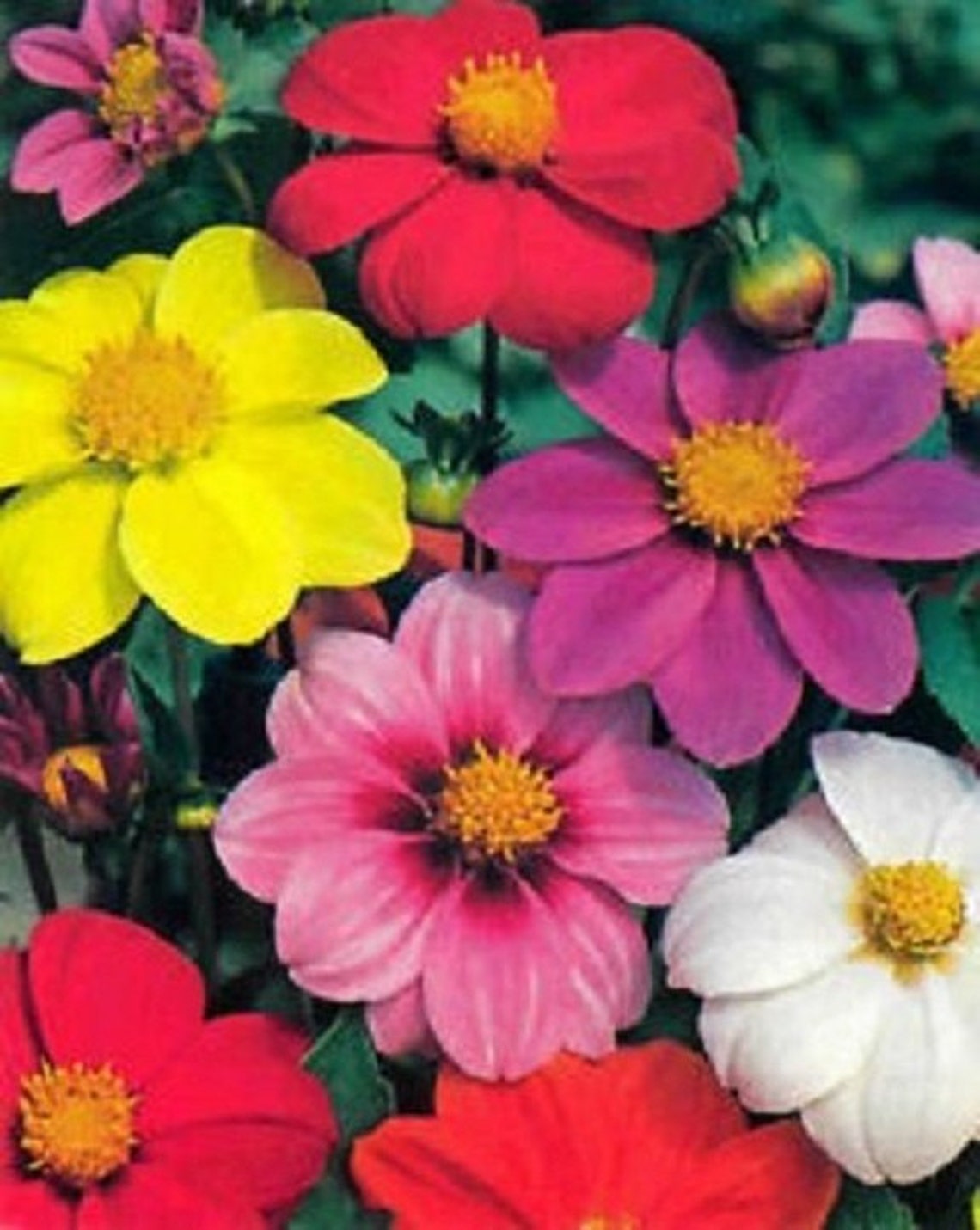 15+ Dahlia Mignon Mix / Annual / Flower Seeds. - Etsy