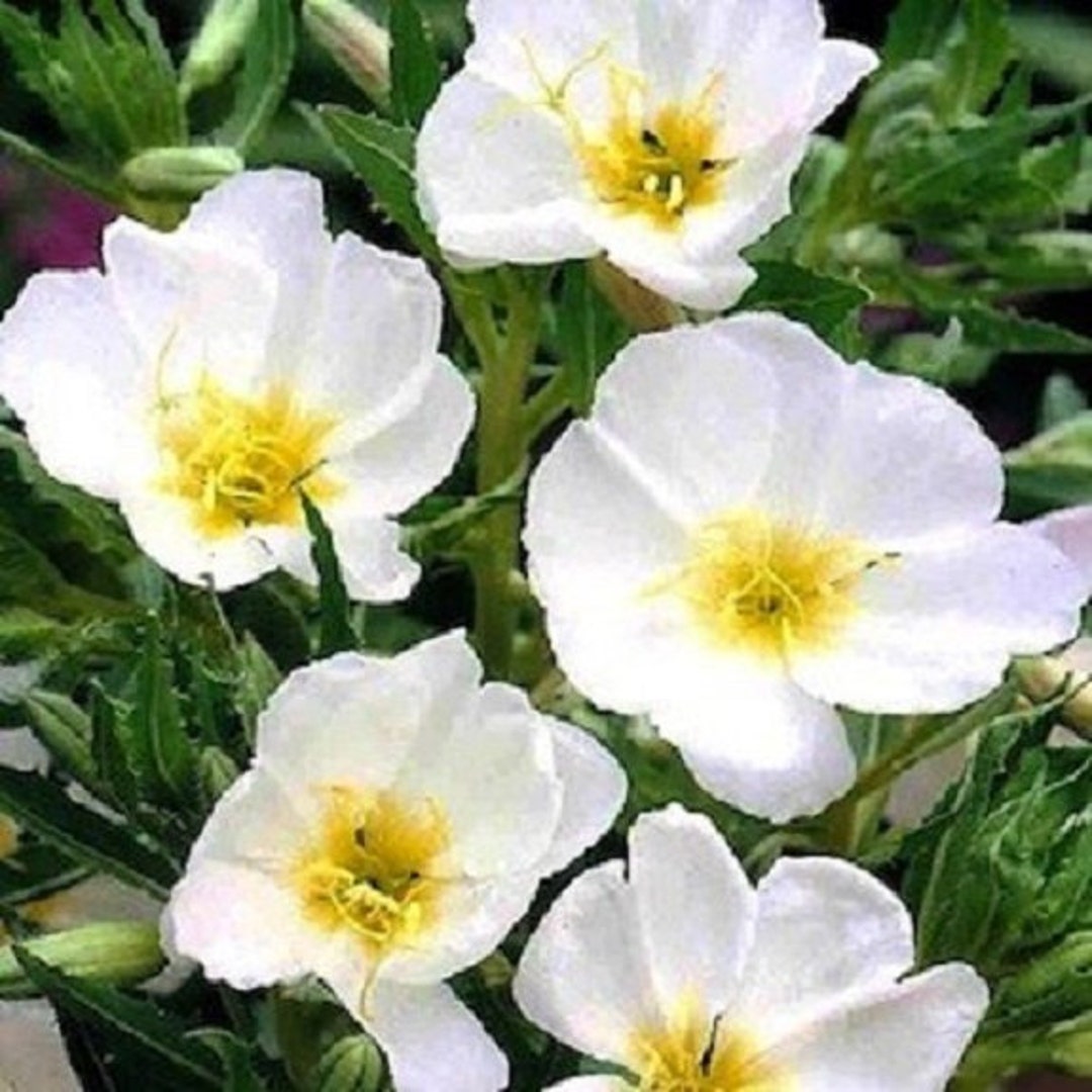 30+ Pure White Evening Primrose Flower Seeds - Etsy